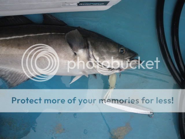 Eastman's Cod / Pollack / Haddock Jig a Thon | 360 Tuna Fishers Forum