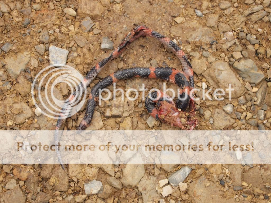 Oaxaca snake ID help - Field Herp Forum