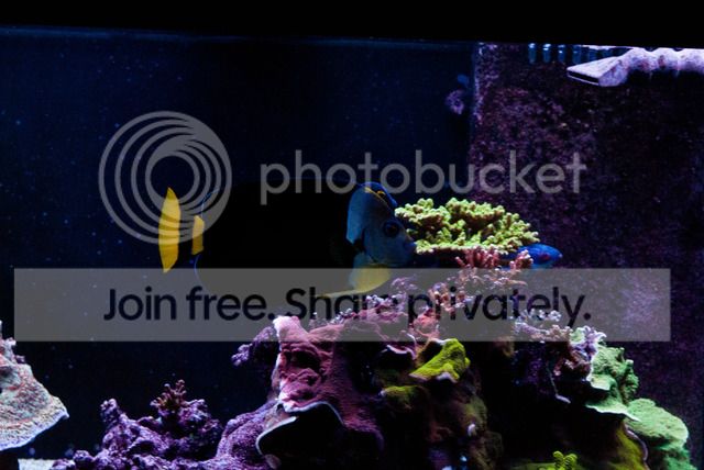 Let's see your True Personifier angelfish | Reef2Reef