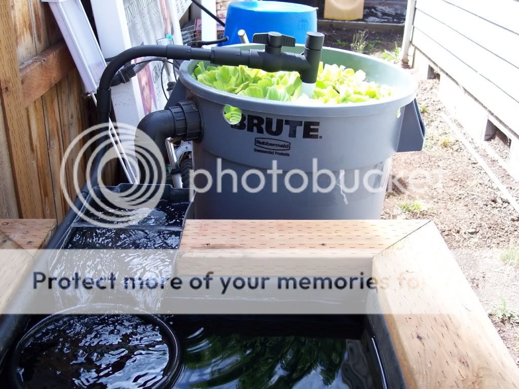 32gal upflow filter flow rate? | Garden Pond Forums